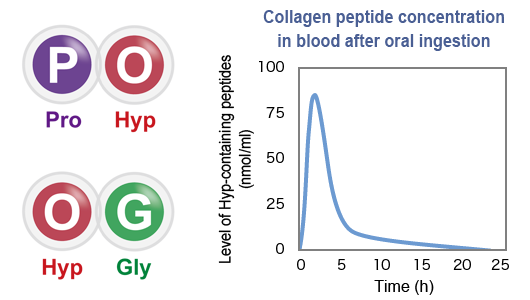 02. Absorption into the Body | Peptide Lab. | Web Institute | Nitta ...