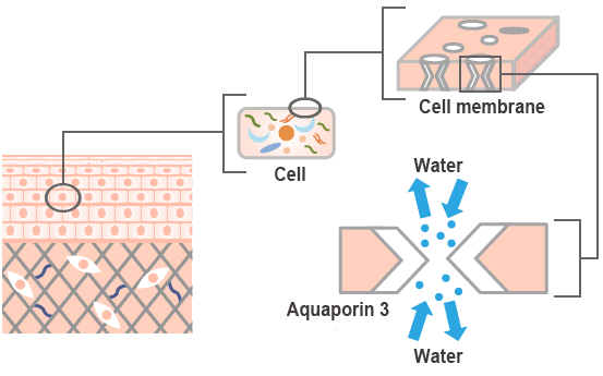 03. Skin (Mechanism 1) | Peptide Lab. | Web Institute | Nitta Gelatin Inc.